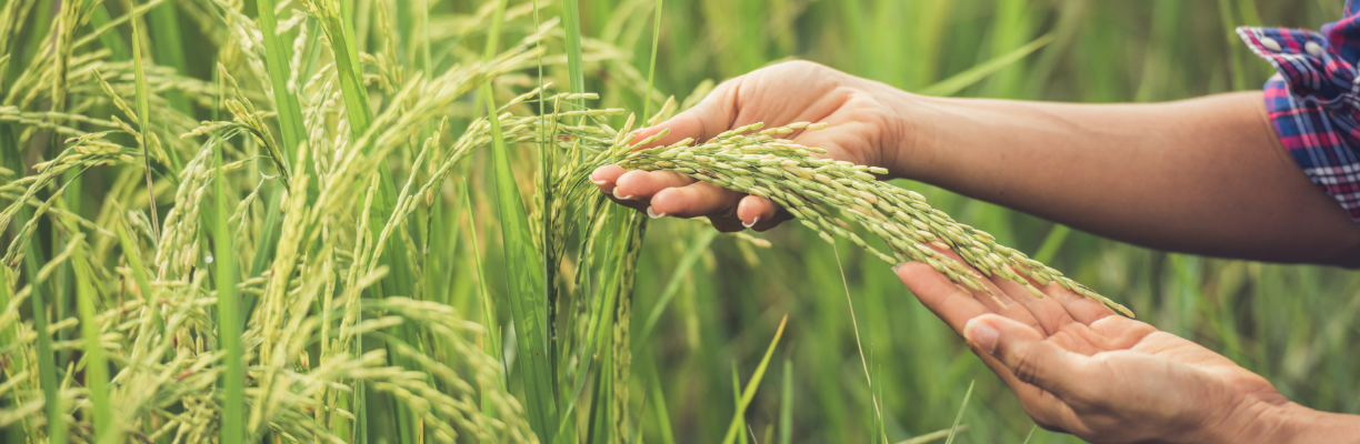 cultY-vating the need for responsible irrigation