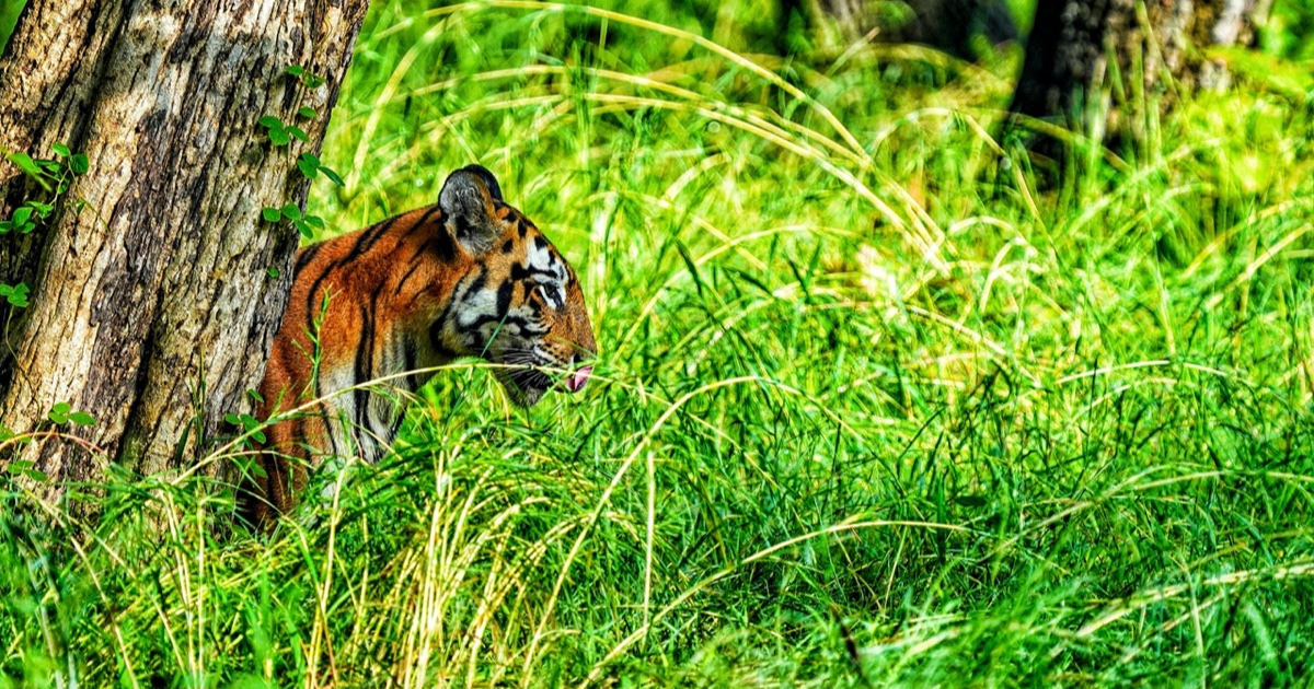 AI and remote sensing technology for enhancing wildlife conservation ...
