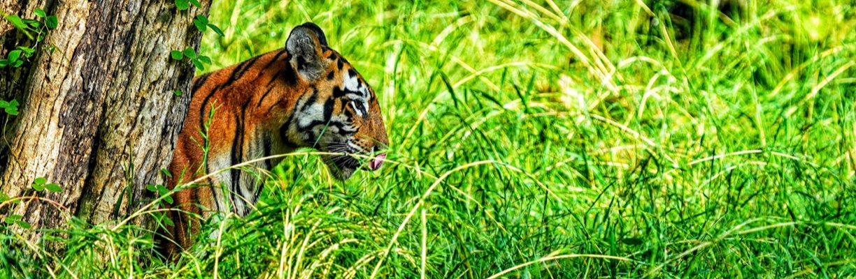 AI and remote sensing technology for enhancing wildlife conservation ...