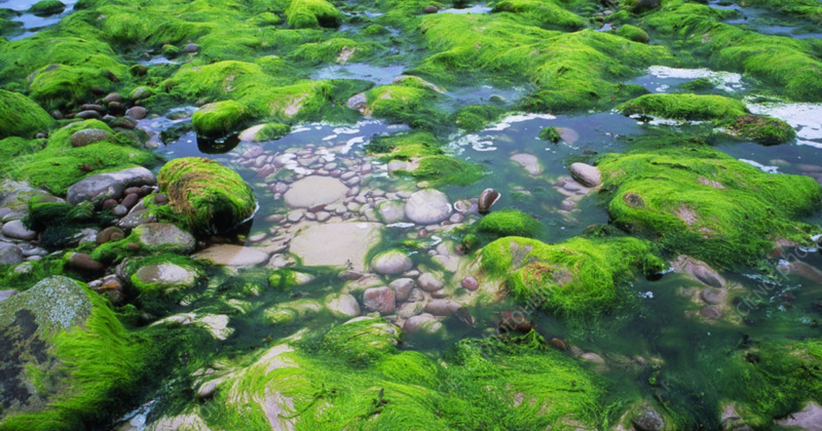 AI helps in the growth of Algae for the production of clean biofuel