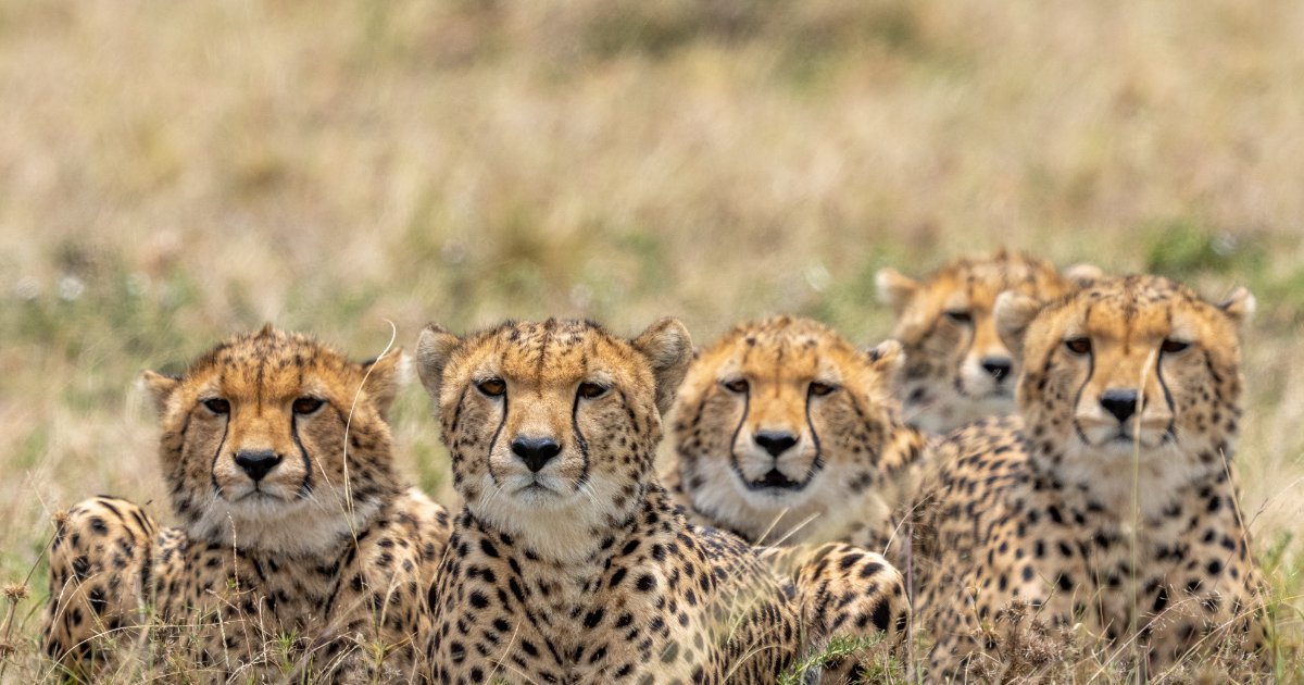 Will MIT's Mini Cheetah set a new benchmark?