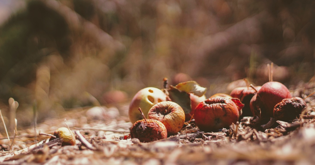 Tackling the struggles of excess food waste, using AI