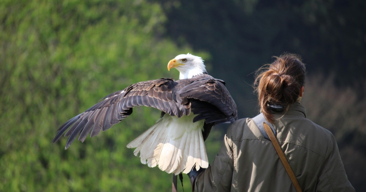 Now, we can decode animal language with AI