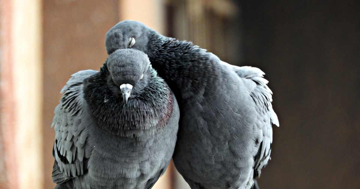 A new study finds, pigeons problem-solve similarly to AI
