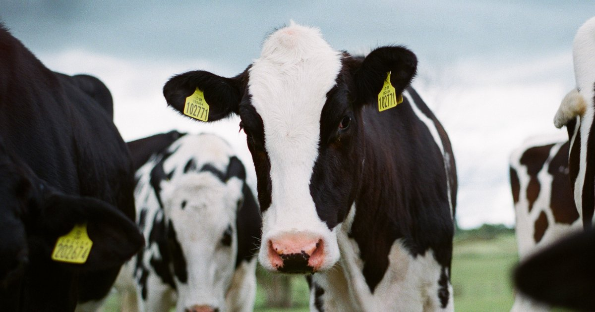 Leveraging AI in dairy farming enhances efficiency and productivity