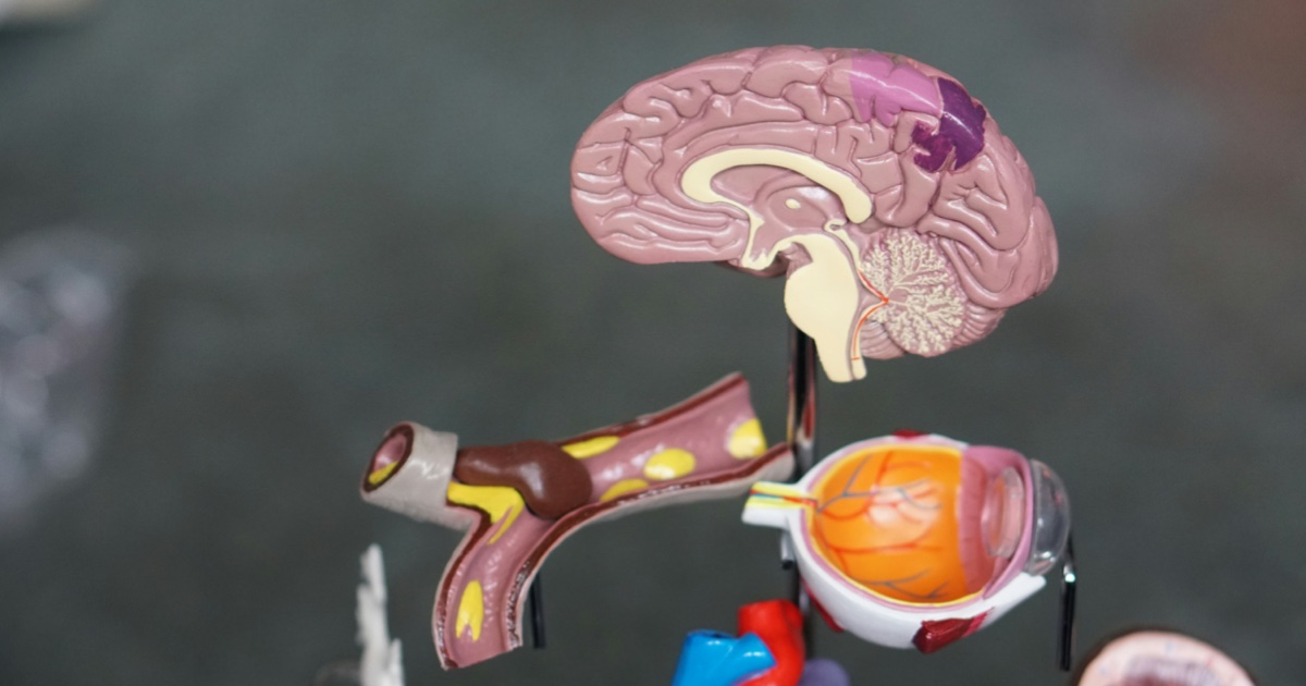 Researchers develop an AI model that mimics human brain function